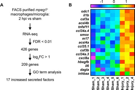 rna seq analysis reveals genes coding for secreted signalling molecules