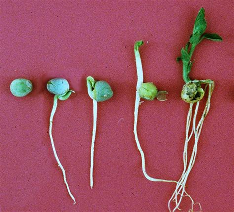 Department Of Botany