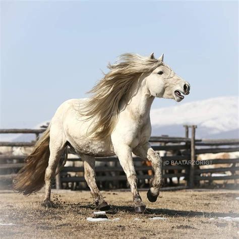 Түмний эх хүлэг