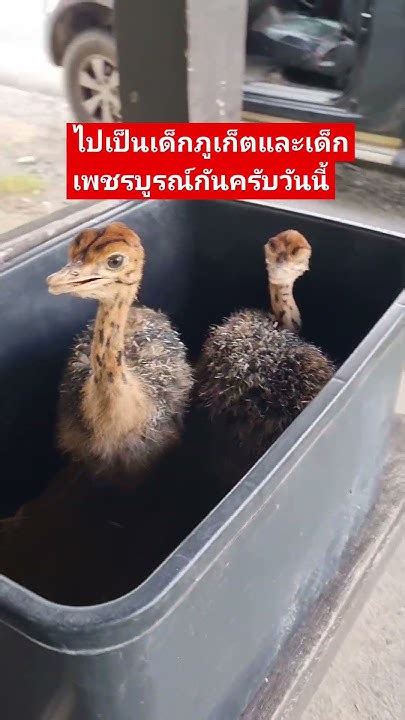 เจทีฟาร์มฟาร์มนกกระจอกเทศจำหน่ายสายพันธุ์ลูกนกกระจอกเทศพันธุ์คอแดงและคอน้ำเงินสนใจทักข้อความเพจ