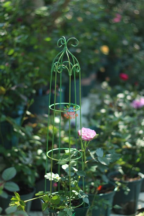 包邮1加仑盆爬藤架铁线莲龟甲龙小型简易花架铁艺做旧阳台盆栽架虎窝淘