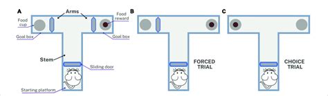 Schematic Representation Of The T Maze Used To Assess Spatial Working