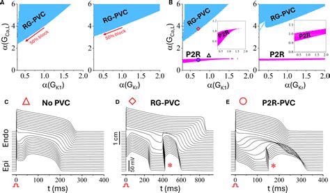 Methadone Blockade Of Inward Rectifier Potassium Current Promotes Both