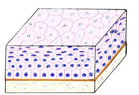 Stratified Squamous Epithelium Function Structure Location And Slide