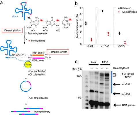 Sequencing Trna Rna Seq Blog