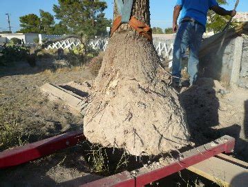 Xtremehorticulture Of The Desert Transplanting Joshua Tree Success Now Will It Live