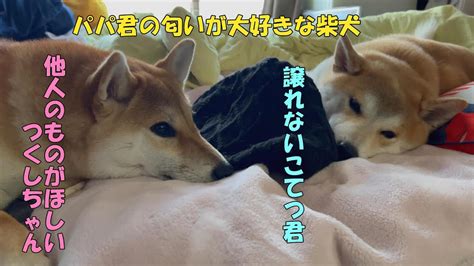 パパ君の匂いが大好きな柴犬 Youtube