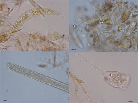 Numerous Autotrophic And Heterotrophic Organisms Colonize The Surface Download Scientific