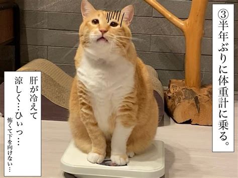 お太りさま猫ぐっぴーの夏を乗り切るライフハック講座 体重計に乗ってヒヤリ？ 「犬や猫ともっと幸せに」をコンセプトにしたwebメディア「sippo」