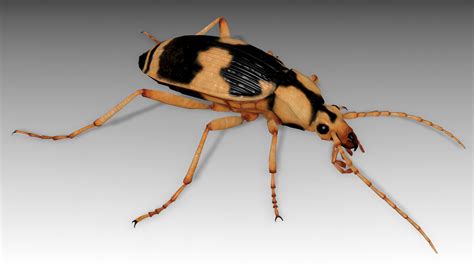 Bombardier Beetle In Characters Ue Marketplace
