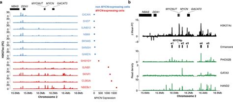 Five Enhancers Are Specifically Found In Mycn Expressing Neuroblastoma Download Scientific