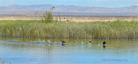 Harper Dry Lake A Marsh Most Mellow The Desert Way With Jaylyn And John