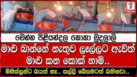 පිළියන්දල කොකා මුදලාලිමාළු බාන්නෙ නැතුව ලෑල්ලට ඇවිත් මාළු කන කොක් හාමිමිනිස්සුන්ට බයත් නෑ