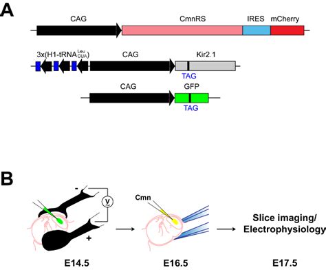 Optical Control Of A Neuronal Protein Using A Genetically Encoded