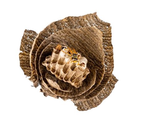 Premium Photo Wasp Hive Premium Photo Wasp Hive