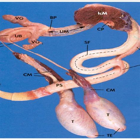 Bull Reproductive Anatomy