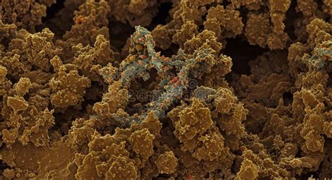 Scanning Electron Microscope Sem Image Of Complex Agglomerates In A