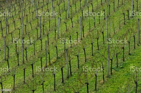 녹색 잔디 초원 경치 보기 배경 깨끗 한 자연 환경 공간 꼭대기에서 단축에서 자라는 나무 묘목의 소프트 포커스 생태 개념 0명에 대한 스톡 사진 및 기타 이미지 Istock