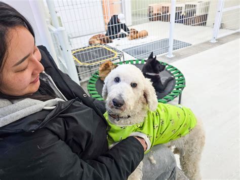 Adopt Hemosu An Adorable Korean Rescue Standard Poodle