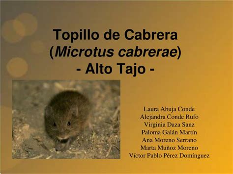 Ppt Topillo De Cabrera Microtus Cabrerae Alto Tajo Powerpoint Presentation Id 3761037