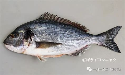 鲷鱼种类 品种 常见 大山谷图库