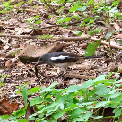 ປະກາດ Pakaad ປະກາດ Pakaad Added A New Photo