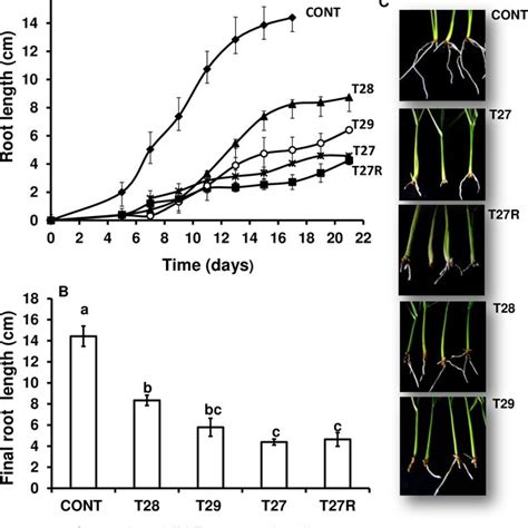 Root Growth Kinetics A Final Root Length B And Root Morphology Download Scientific Diagram
