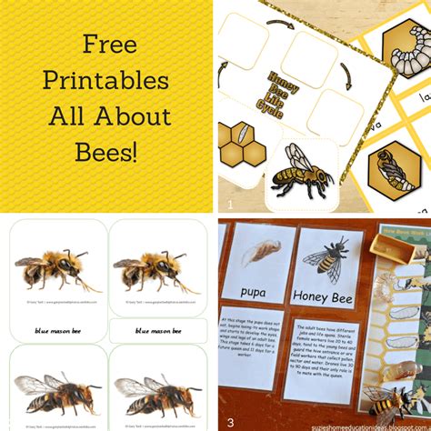 Hands On Bee Activities For Preschoolers