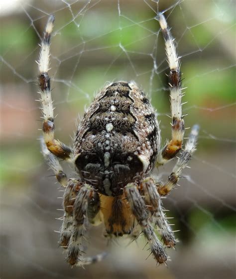 Hagthorn Fun With Fibonacci