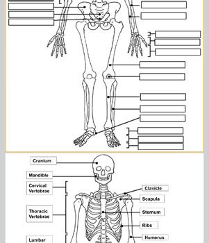 Diagram Skeletal System By Coach Smith Science TPT