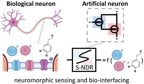 Organic Neuromorphic Devices Max Planck Institute For Polymer Research