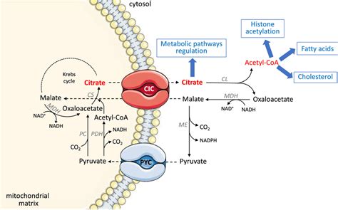 Mitochondrial Cic Function In The Mitochondrial Matrix Citrate Download Scientific Diagram