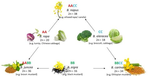 Table From Variant Detection In Brassica Napus Semantic Scholar