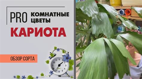 Шикарное комнатное растение | Кариота - пальма рыбий хвост - YouTube