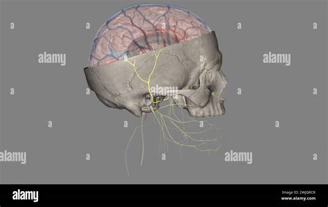 The Auriculotemporal Nerve Is A Tributary Of The Mandibular Division Of