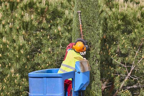 Do You Need Tree Trimming Or Tree Pruning Services