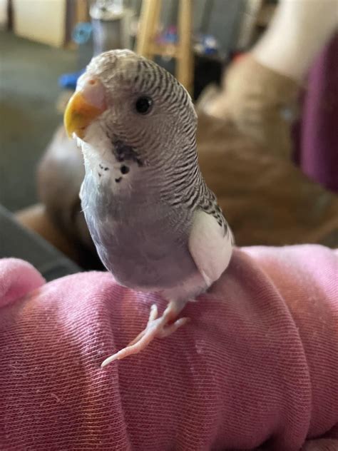 Help Me Sex My New Budgie I Have My Vote Whats Yours R Budgies