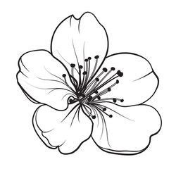 Hand Drawn Sakura Flowers Vector Image