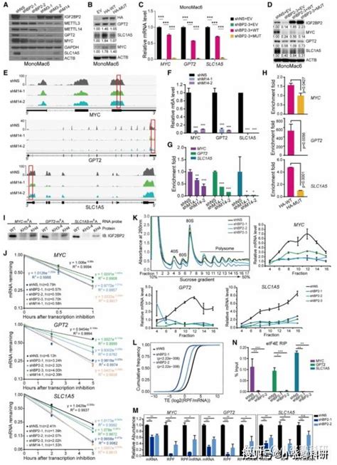 【文献详解】肿瘤治疗新思路：靶向m6a机制 知乎