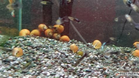 관상용 물달팽이 키우기 애플스네일 크기 수명 번식 방법 어항 달팽이 키우는 법 네이버 블로그