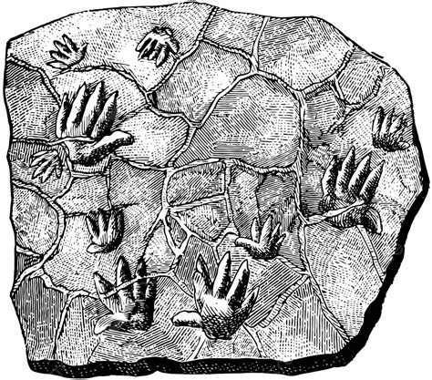 Fossil Drawing PNG Vector PSD And Clipart With Transparent Background For Free Download Pngtree