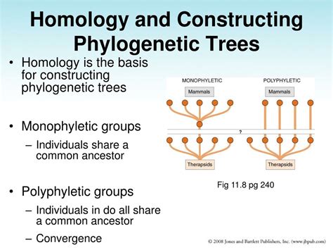 PPT Classification And Phylogenetic Relationships PowerPoint