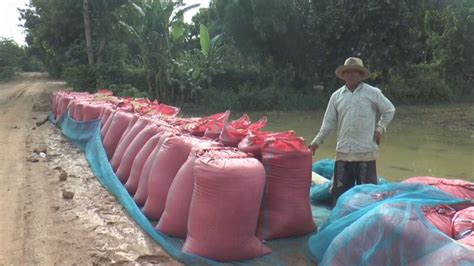 ស្រូវកសិកររាប់រយតោនក្នុងឃុំ២ នៅស្រុកមង្គលបូរីគ្មានទីផ្សារលក់ចេញ សម្លេងសហគមន៍ខ្មែរ