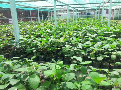 ညောင်လေးပင်မြို့တွင် မြို့မပျိုးဥယျာဉ်၌ ပျိုးပင်မျိုးစုံ ၄၀၅၀၀ ပ