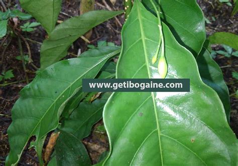 The Iboga Diet And How It Support The Healing Process 2026