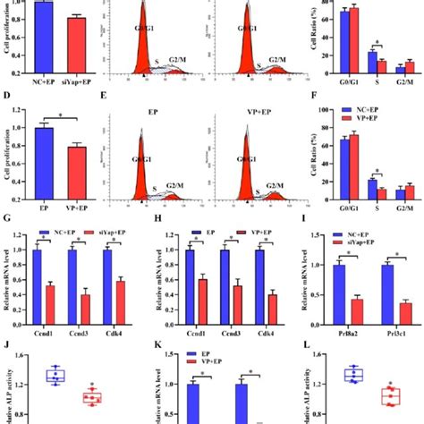 Yap Function In Stromal Cell Proliferation And Differentiation A Download Scientific Diagram