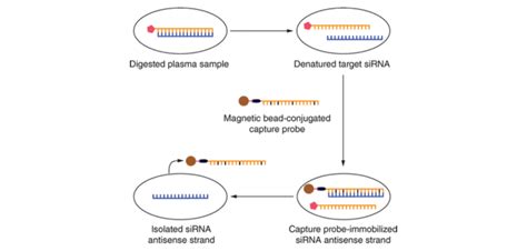 Evaluating The Use Of Locked Nucleic Acid Capture Probes In Hybrid Lc Ms Ms Analysis Of Sirna