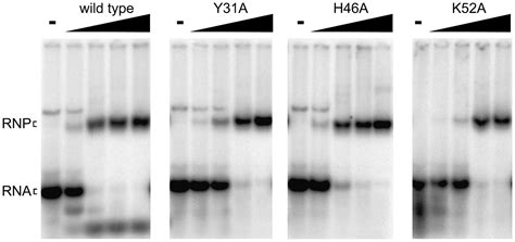 Binding And Cleavage Of Crispr Rna By Cas6