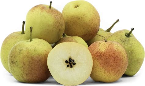 Papple Pears Information And Facts