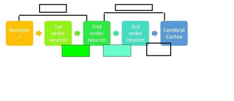 Dcml Pathways Diagram Quizlet